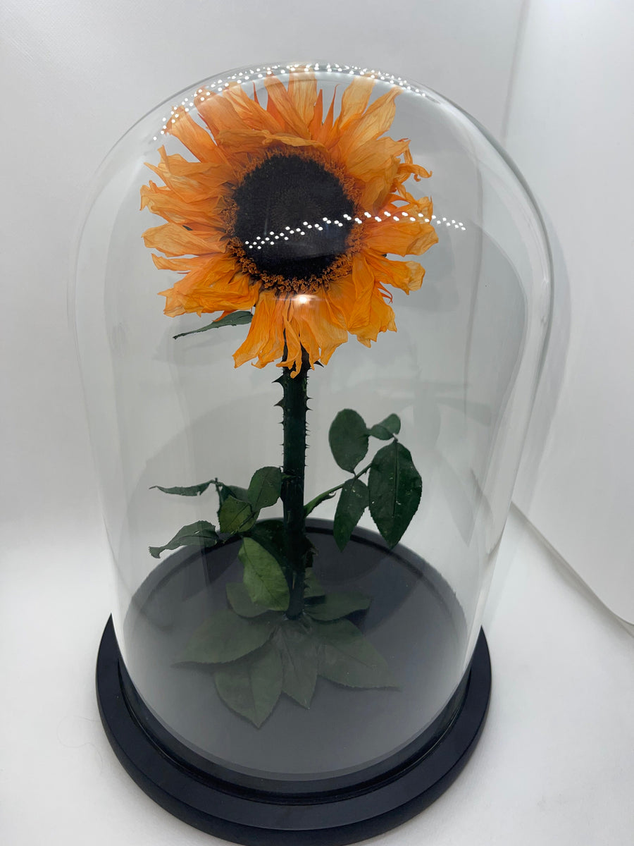Large Forever Preserved Sunflower | Rose Bears Australia