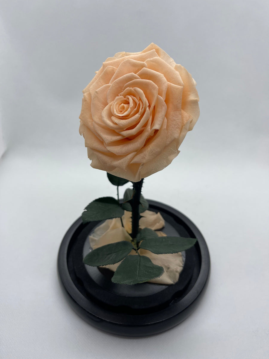 Peach Forever Preserved Rose | Rose Bears Australia